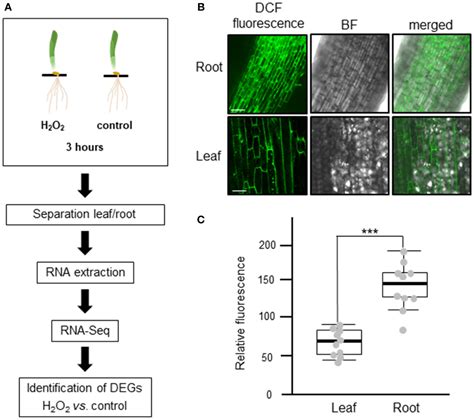 Frontiers Global Transcriptome Profiling Reveals Root And Leaf Specific Responses Of Barley