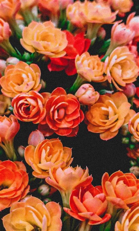 Orange Rose Wallpapers Hd Wallpapers Id 10845 Cool Wallpaper