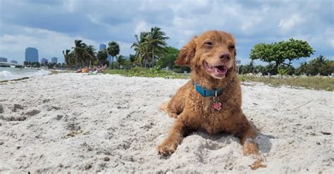 Las 6 Mejores Playas De Miami Donde Puedes Llevar A Tu Perro Infobae