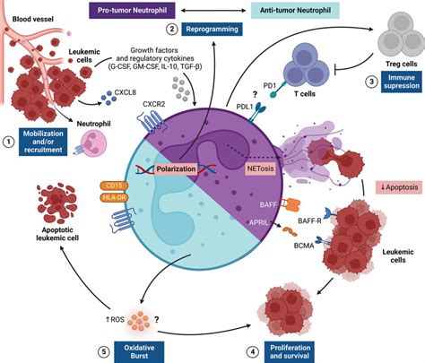 Regulation Of Tan Responses In The Leukemic Microenvironment The Download Scientific Diagram