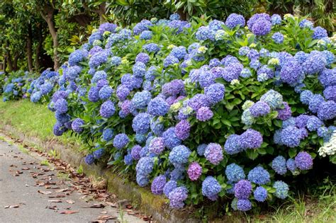 Hydrangea Hydrangea Macrophylla Plantfaq