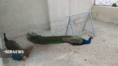 افتتاح بزرگترین باغ ماکیان زینتی کشور در شیراز خبرگزاری صدا و سیما