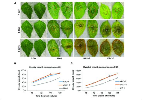 Detached Leaf Assay And Mycelium Growth Comparison For Aggressiveness Download Scientific