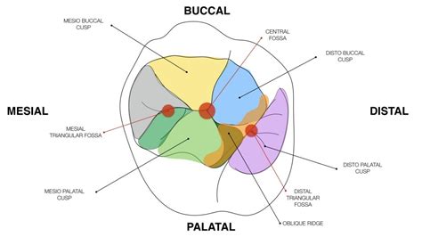 Step By Step Protocol Restoring The First Upper Molar
