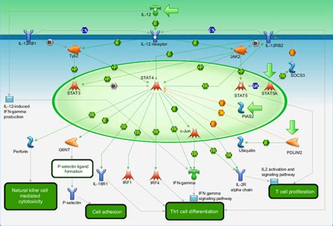 Immune Response Il 12 Signaling Pathway Pathway Map Primepcr Life