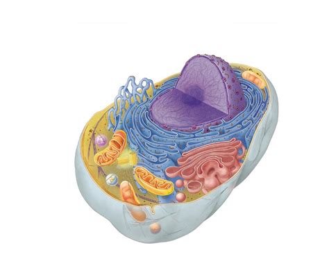 Cell Structure Unit 9 Test Diagram Quizlet