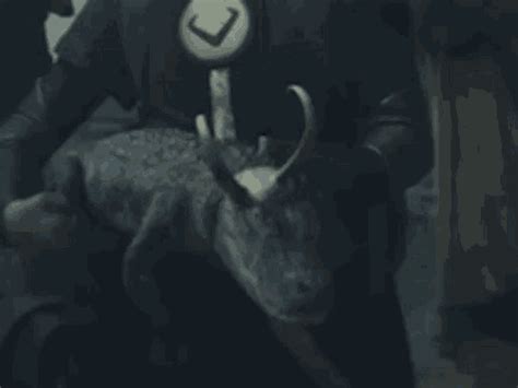 Loki Alligator  Loki Alligator Alligatorloki Descubrir Y Compartir S