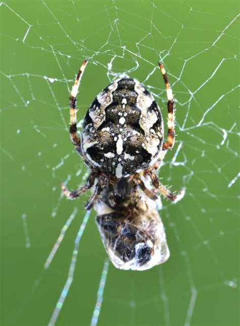 Euroopean Garden Spider Wrapping A Wasp Up Stock Image Image Of