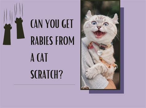 Can You Get Rabies From A Cat Scratch