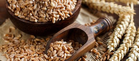 High Performance Wheat Quality Grain Analyzer Lab Use