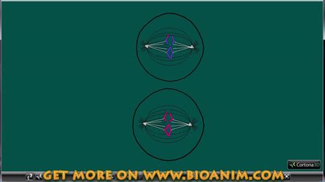 The Second Meiotic Division Youtube