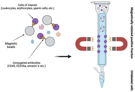 An Alternative Application Of Magnetic Activated Cell Sorting Cd45 And