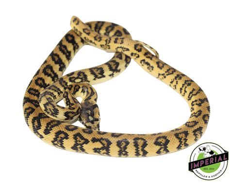 Jaguar Carpet Python For Sale Imperial Reptiles Imperial Reptiles And Exotics Jaguar Carpet Python For Sale Imperial Reptiles Imperial Reptiles And Exotics
