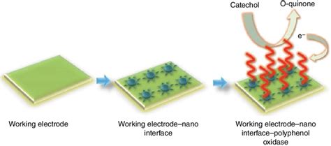 6 Generalized Scheme Of Fabrication Of Electrochemical Catechol Sensor Download Scientific