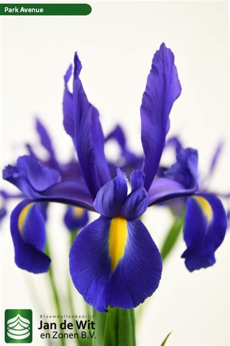 Park Avenue ® Iris Jan De Wit En Zonen B V