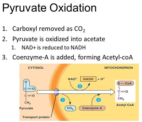 Pyruvate Oxidation Diagram