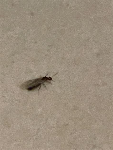 Are These Flying Ants Or Termites R Ants