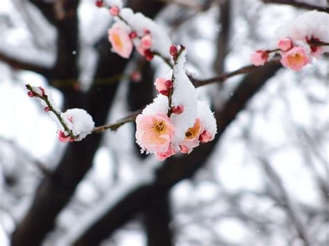 Ниските утрински температури може да предизвикаат штети кај процветаните сливи раните сорти