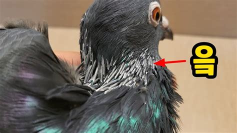 비둘기에게서 보지 못했던 것 Youtube