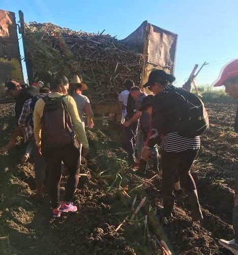 A la siembra de caña por el Primero de Mayo Trabajadores