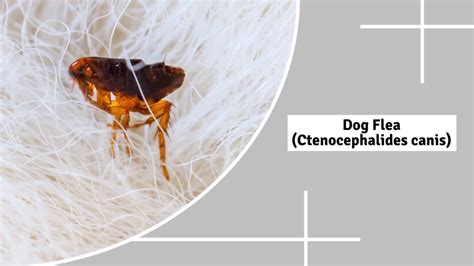 13 Common Types Of Fleas Identification And Hosts