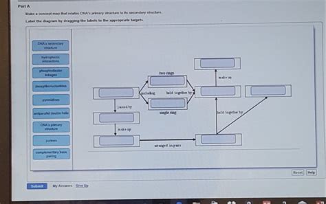 Concept Map Dna Structure