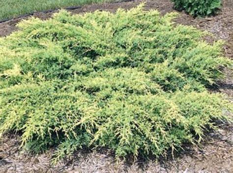 Gold Star Juniper Best Prices