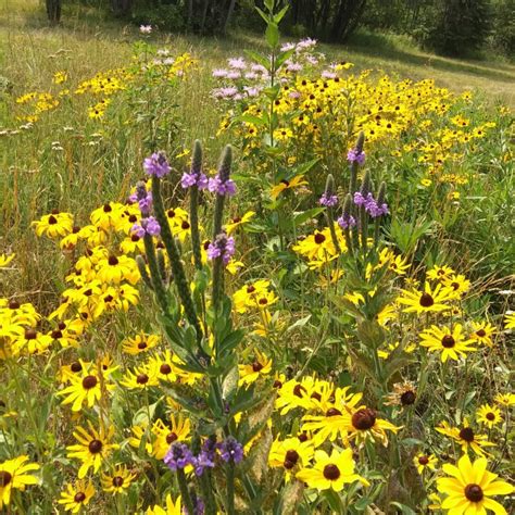 Pollinator Meadows Blue Thumb