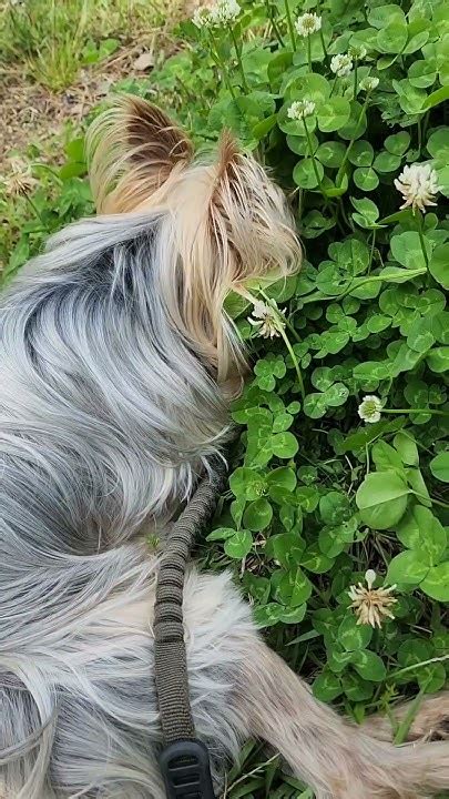 네잎클로버 잘 찾는 강아지 🍀 다섯잎클로버는 뽀너스 ️ Youtube