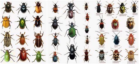 Different Types Of Small Flying Bugs F