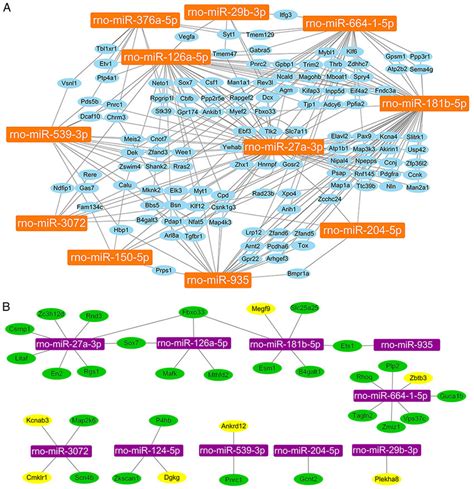 relationships between mirnas and their predicted gene targets a download scientific diagram
