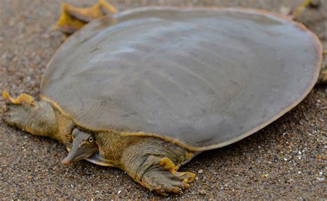 Red And The Peanut A Midland Smooth Softshell Turtle Apalone Mutica
