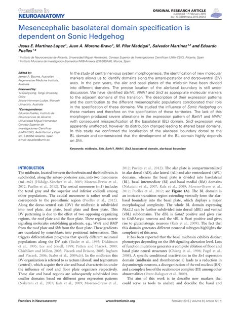 Pdf Mesencephalic Basolateral Domain Specification Is Dependent On