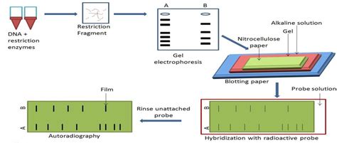 Schematic Representations Of Molecular Markers Download Scientific