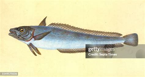 What Is Hake Fish Photos And Premium High Res Pictures Getty Images