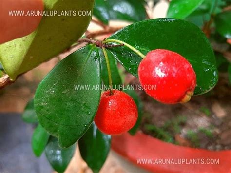 Australian Beach Cherry Eugenia Reinwardtiana බීච් චෙරි