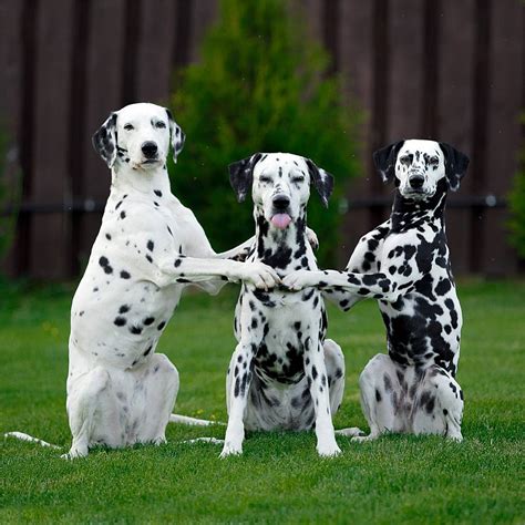 Блог Топ 10 Пород Собак Всё Что Вам Нужно Знать