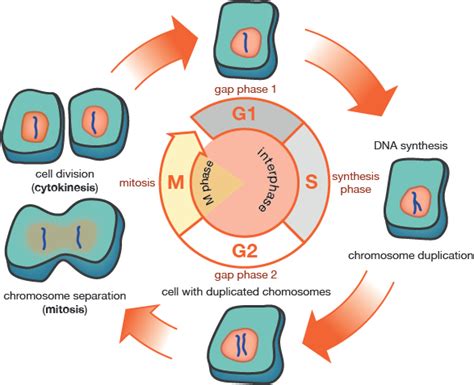 Biology Replication Shmoop Biology