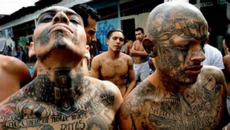 Mara Salvatrucha 13 Ms 13 Un Gang Terrifiant