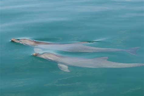 Dolphins Mating 