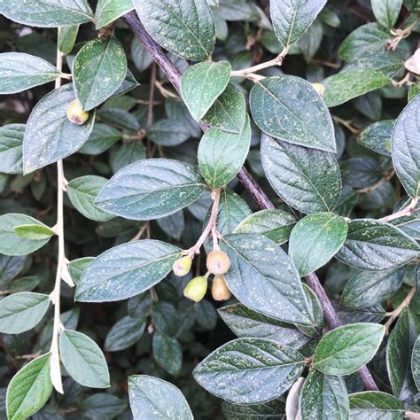 Cotoneaster Franchetii Picturethis