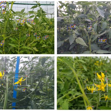 Examples Of The Labeling Of Flowers With Matlabs Image Labeler