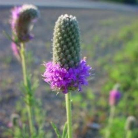Prairie Clover Wild Purple Friends School Plant Sale