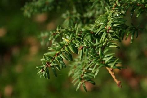 Tsuga Sieboldii Alchetron The Free Social Encyclopedia