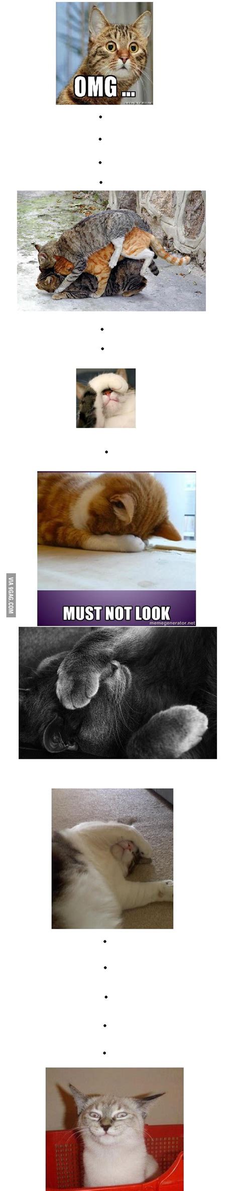 Voyeur Cat Likes To Watch 9gag