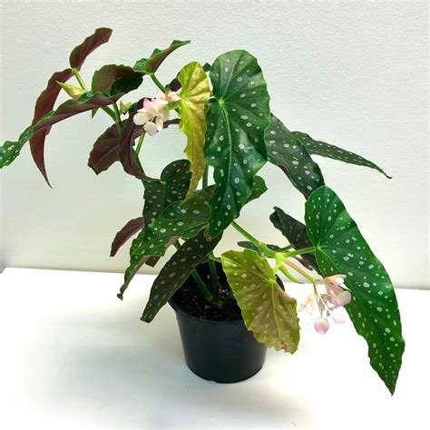 Begonia Maculata 6 Tiny Greens