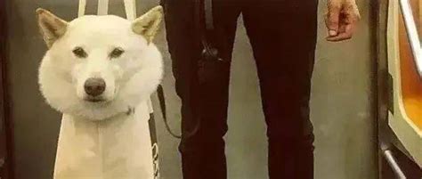 禁止带狗，除非包里塞得下！于是出现了哈哈哈！袋子狗狗法规