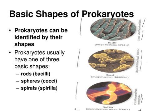 Ppt Bacteria And Viruses Powerpoint Presentation Free Download Id 3001239