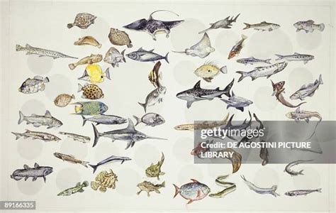 Examples Of 27 Orders Of Classification Illustration News Photo