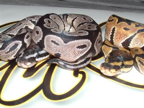My New 8 Ball Python Additions